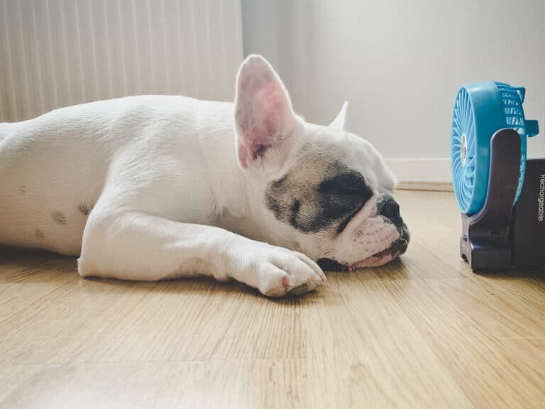 10 Dog Sleeping Positions and the Meaning Behind Them
